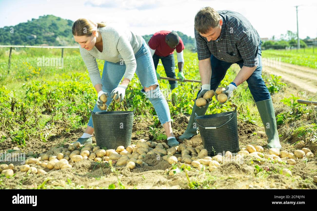 Woman helps men harvests potatoes on farm field Stock Photo - Alamy