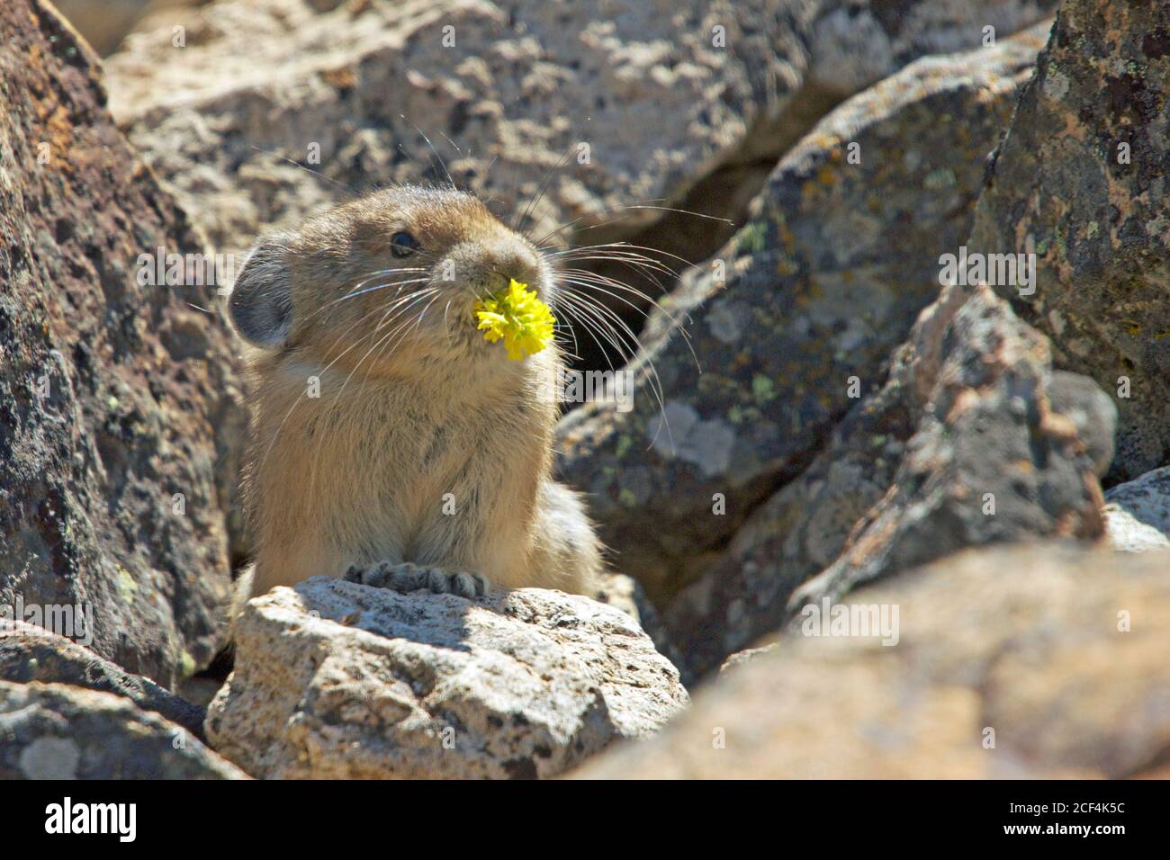 Pika species hi-res stock photography and images - Alamy
