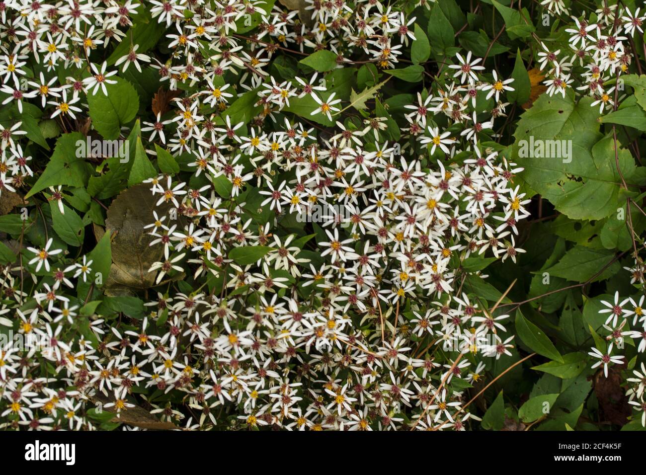 Dynamic symmetry in nature hi-res stock photography and images - Alamy