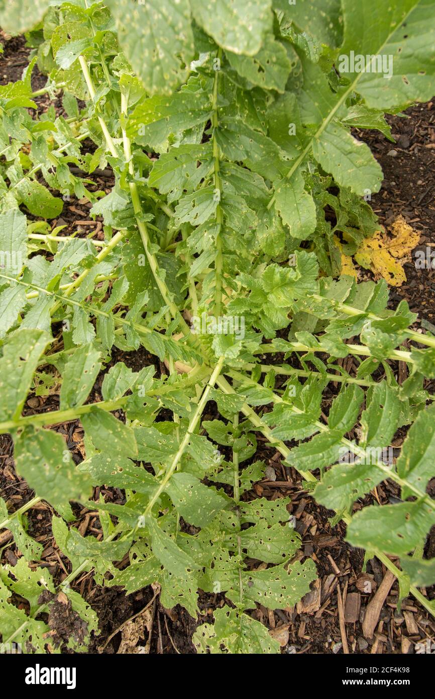 Mooli Radish 'Neptune' vegetable food natural portrait Stock Photo - Alamy