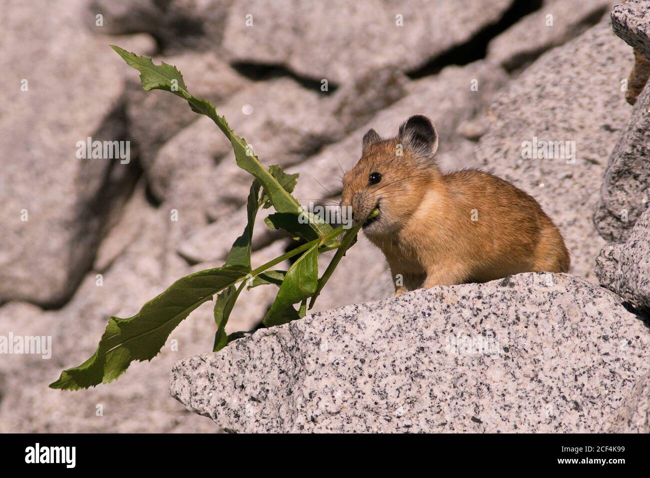 Ochotonidae hi-res stock photography and images - Alamy