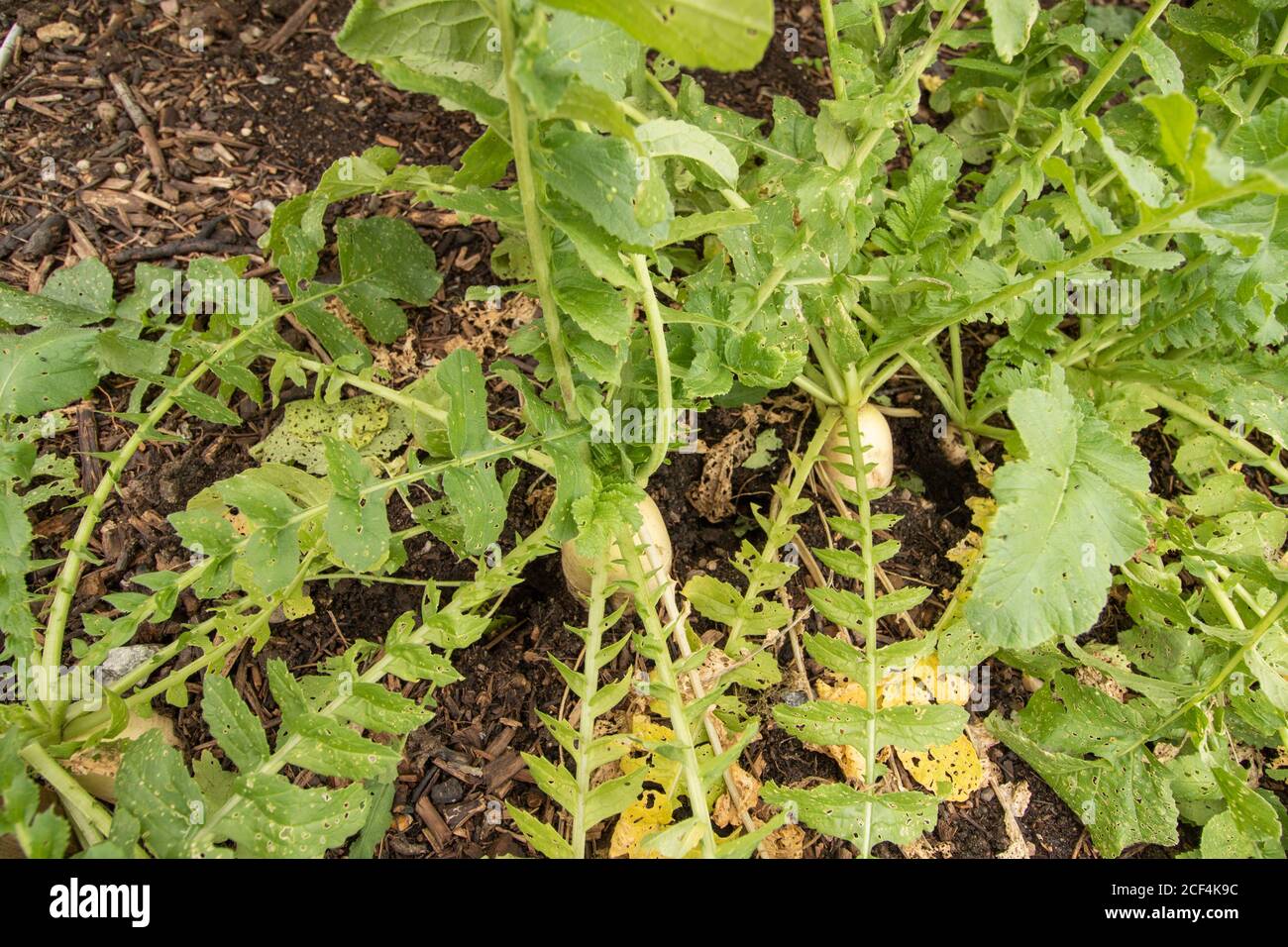 Mooli Radish 'Neptune' vegetable food natural portrait Stock Photo - Alamy