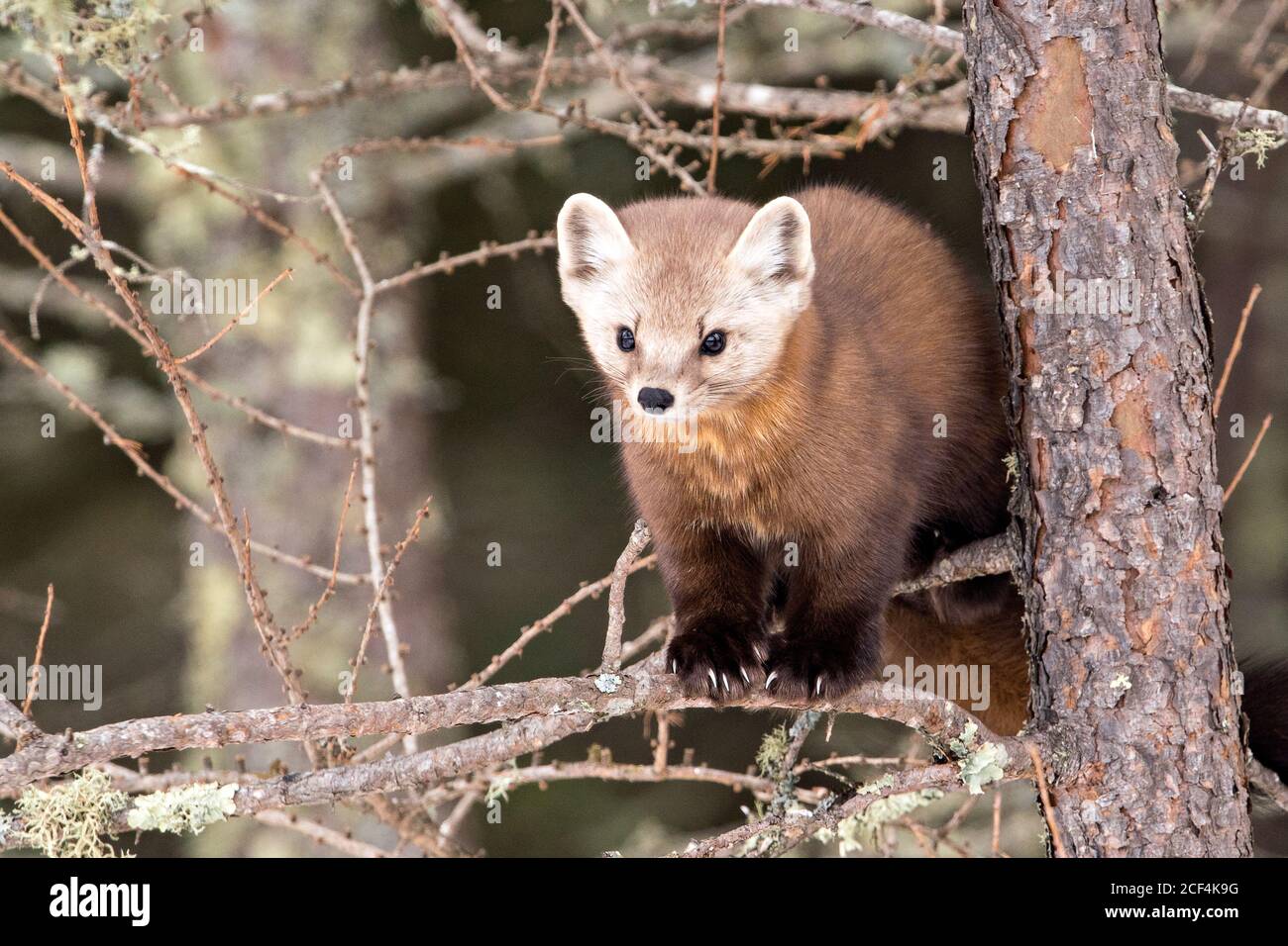 American marten hi-res stock photography and images - Alamy