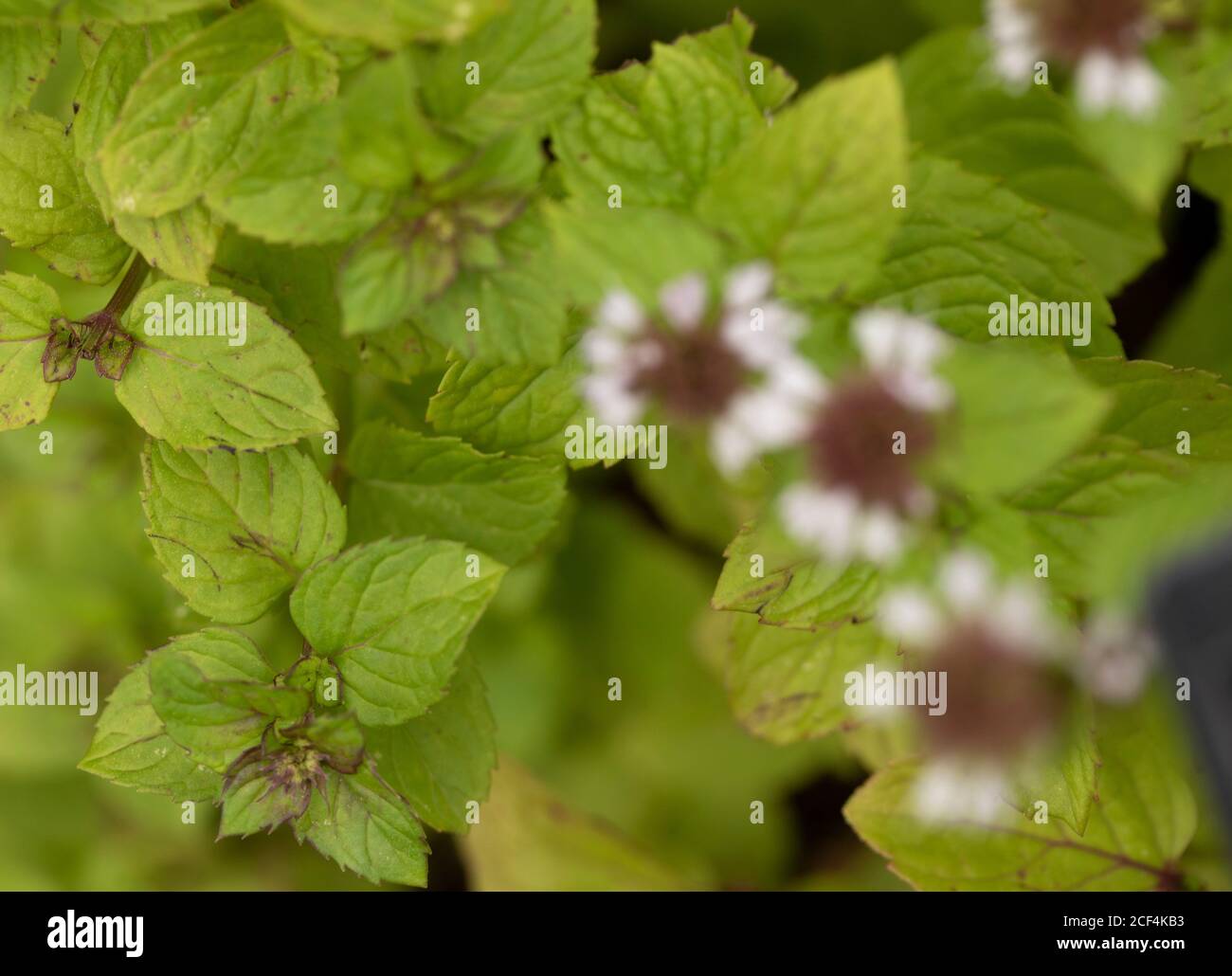 Orange Mint, nature plant portrait Stock Photo - Alamy