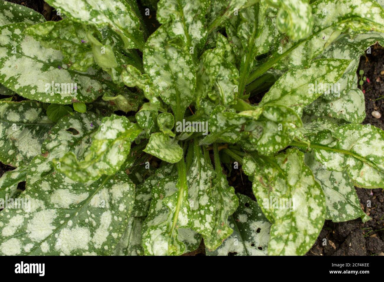 Chaos in nature, abstract patterns in the natural world Stock Photo - Alamy