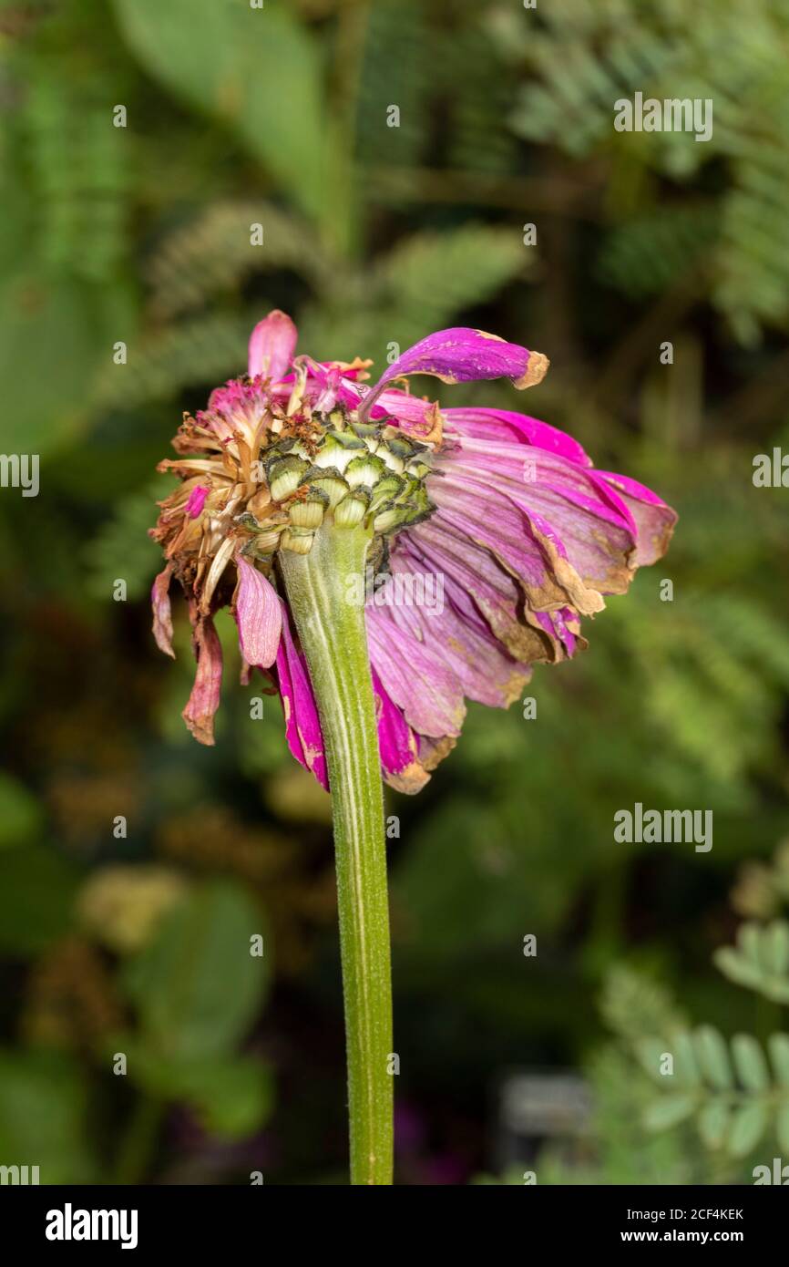 Rear view of fading flower hanging on to life Stock Photo - Alamy