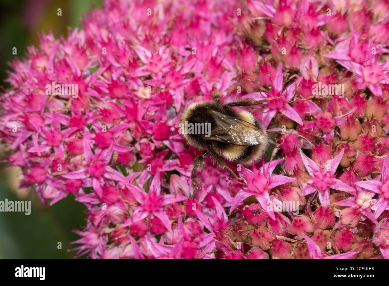 Single bee on flower head in garden setting, natural insect portrait ...