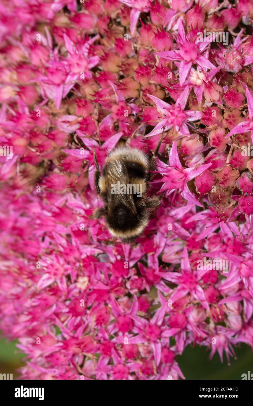 Single bee on flower head in garden setting, natural insect portrait ...