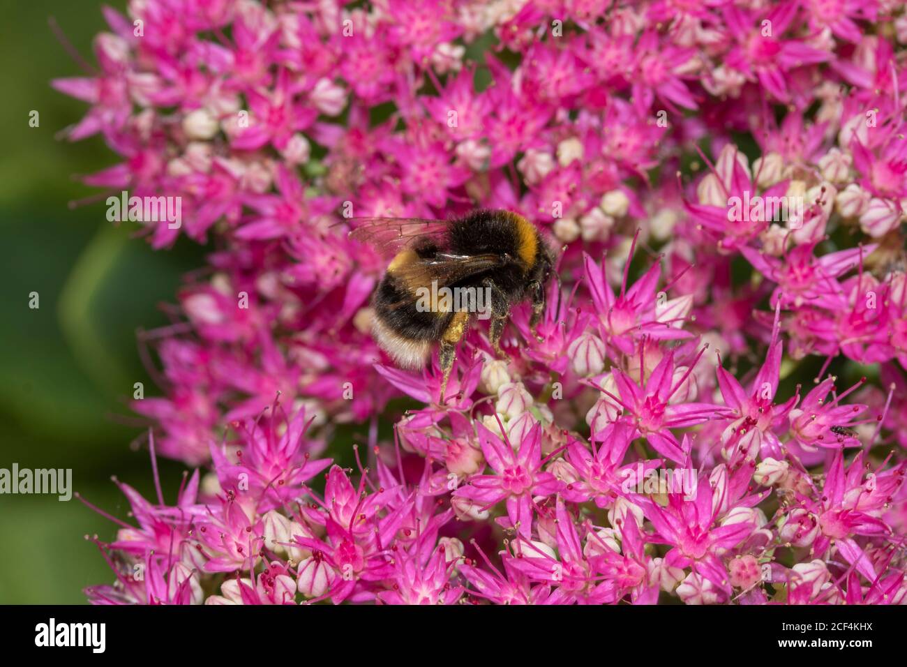 Single bee on flower head in garden setting, natural insect portrait ...