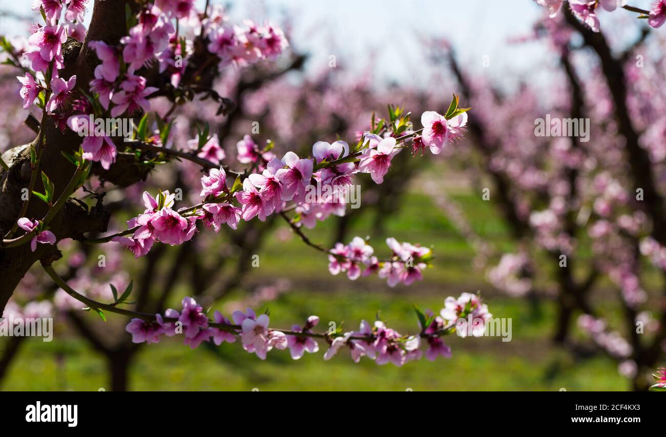 Romantic flowering of peach trees in springtime Stock Photo - Alamy