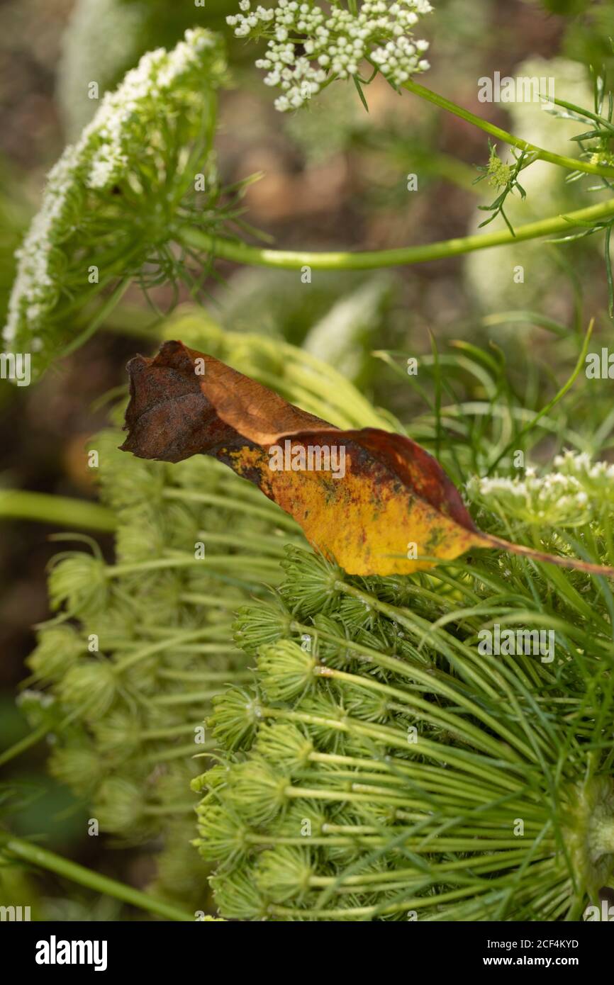 Dynamic symmetry in nature hi-res stock photography and images - Alamy