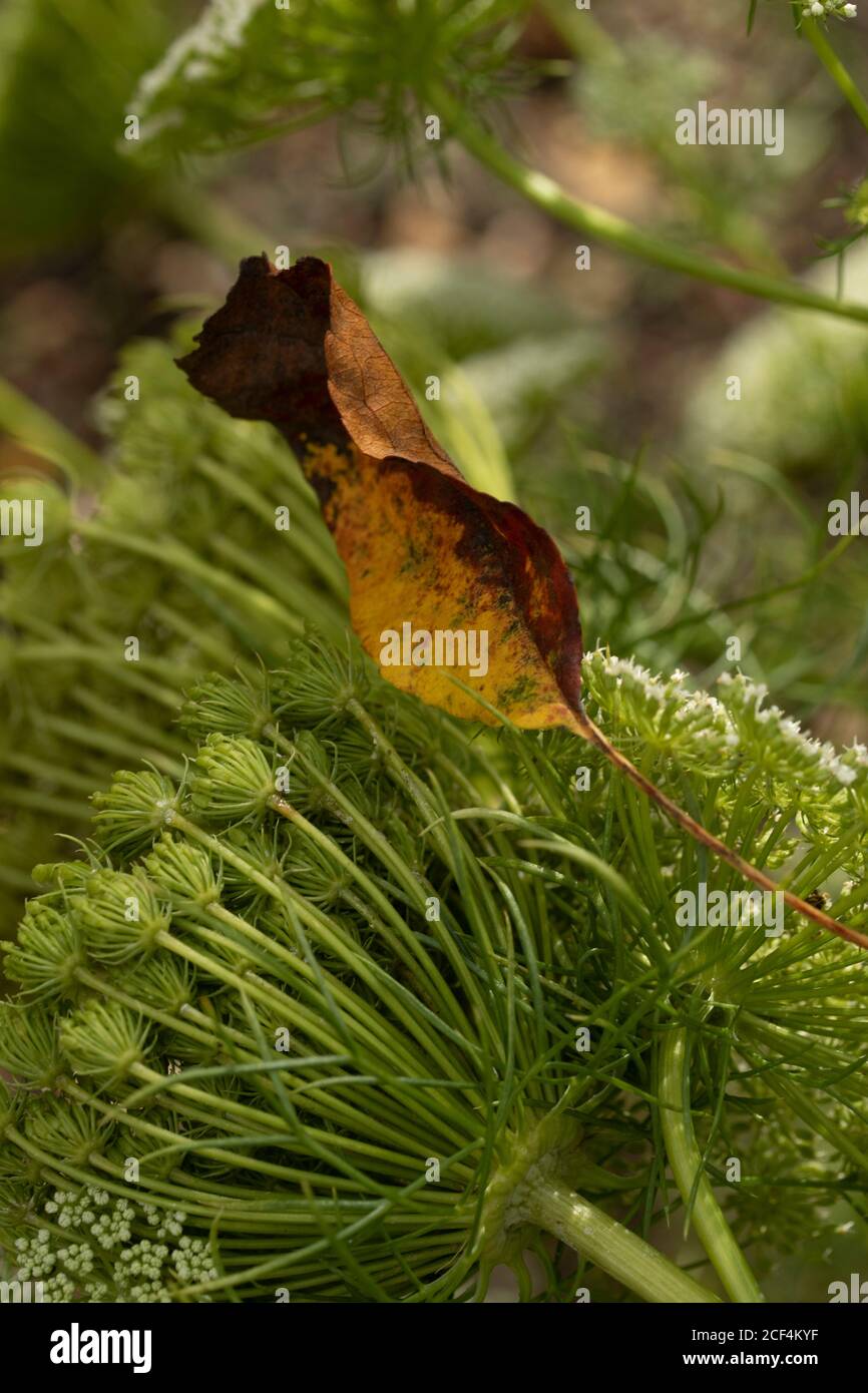 Dynamic symmetry in nature hi-res stock photography and images - Alamy