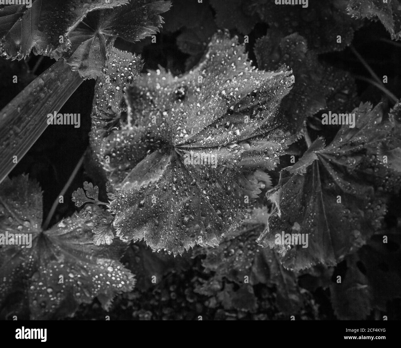 Sparkle dew Black and White Stock Photos & Images - Alamy