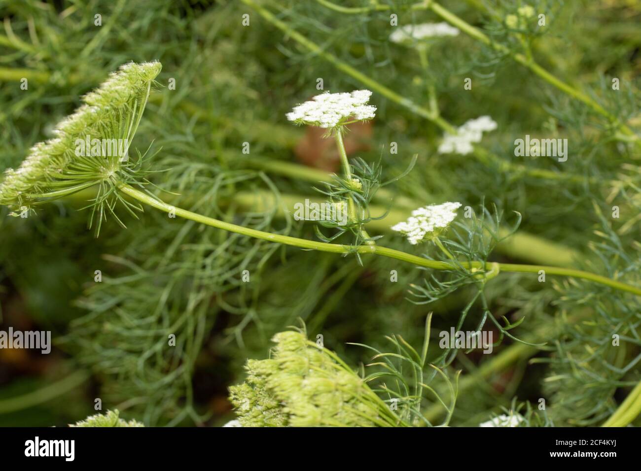 Dynamic symmetry in nature hi-res stock photography and images - Alamy