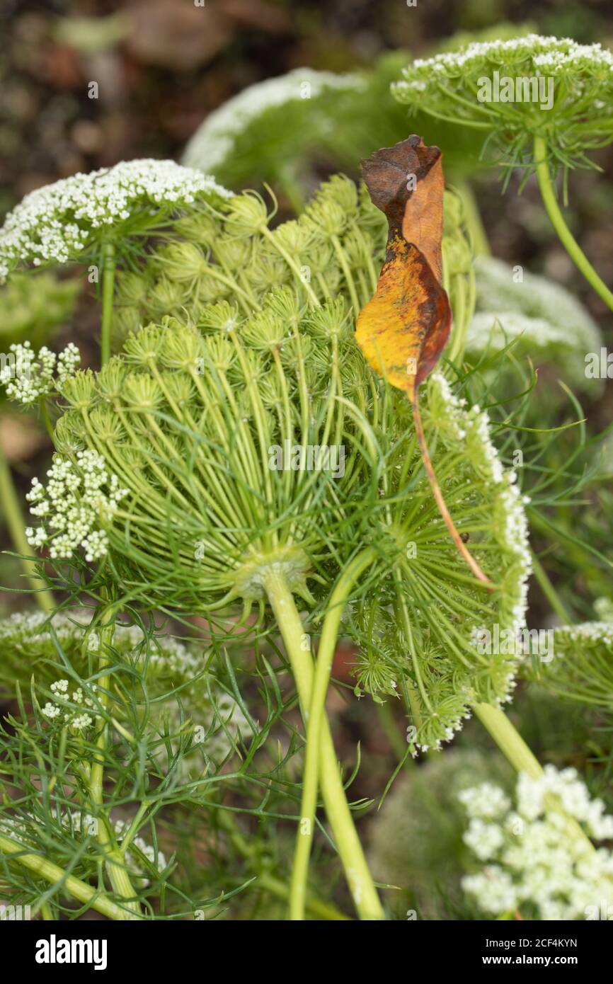 Chaos in nature, abstract patterns in the natural world Stock Photo - Alamy