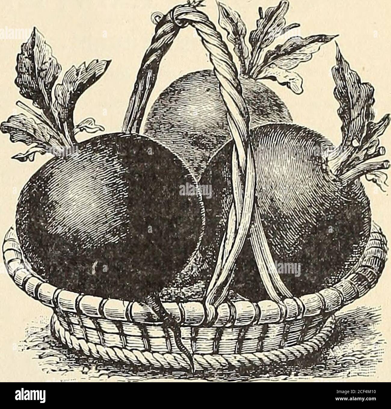 . True & reliable seeds. Crosbys Egyptian. Red Giant Mangel Beet. BEETS ...