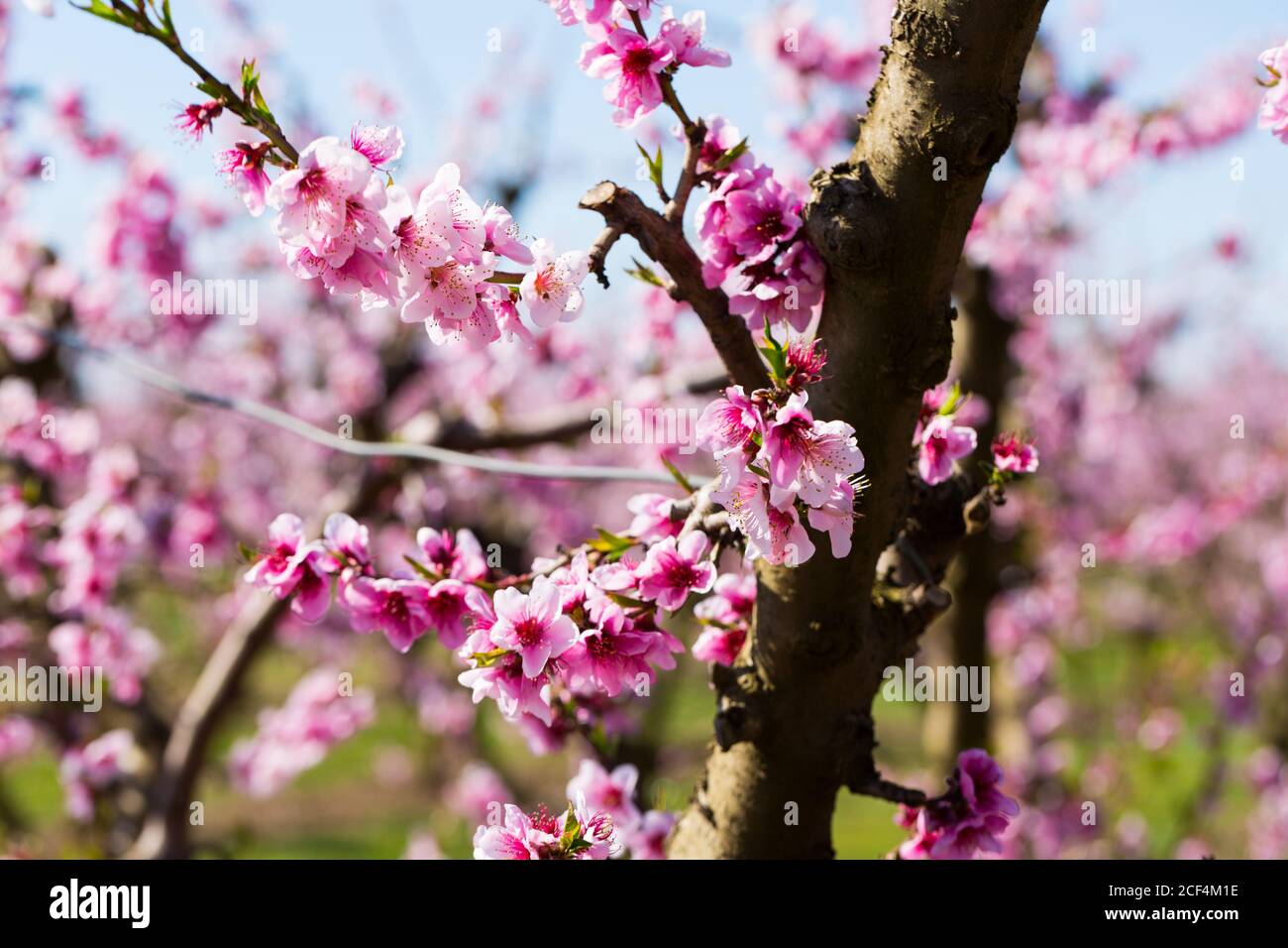 Close-up blossoming of peach trees on a meadows of Europe in the spring ...