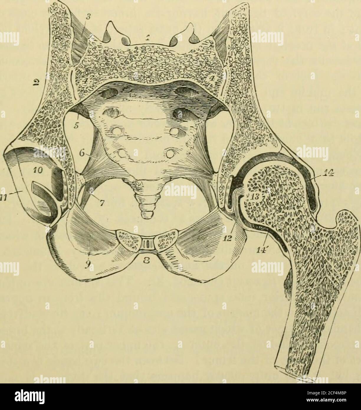 . Quain's Elements of anatomy. It is thought also by some that during ...