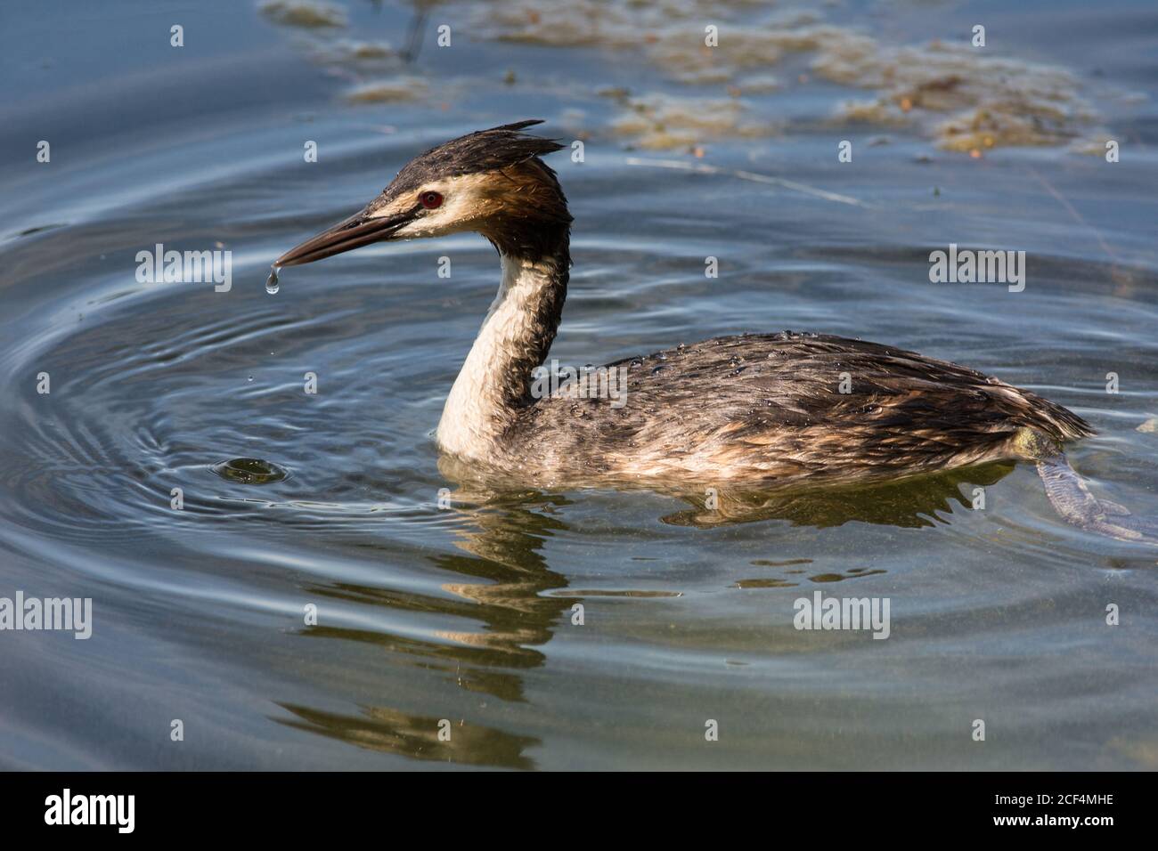Great Crested Grebe Podiceps cristatus on Papercourt Lake Ripley Surrey ...