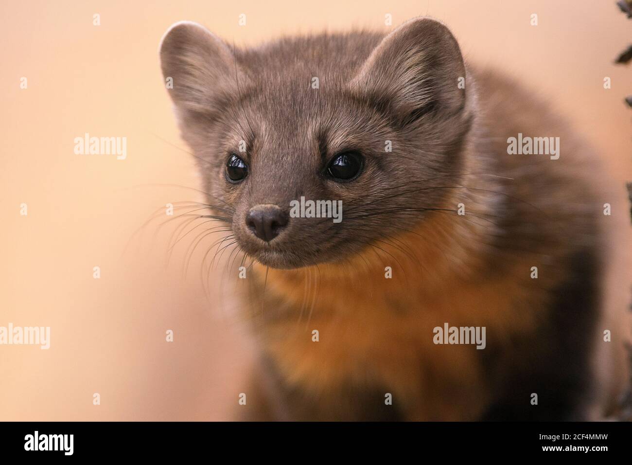 American Marten High Resolution Stock Photography and Images - Alamy