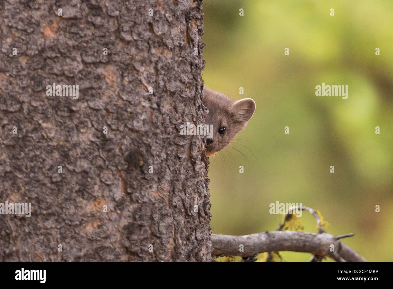 Yellowstone pine marten hi-res stock photography and images - Alamy