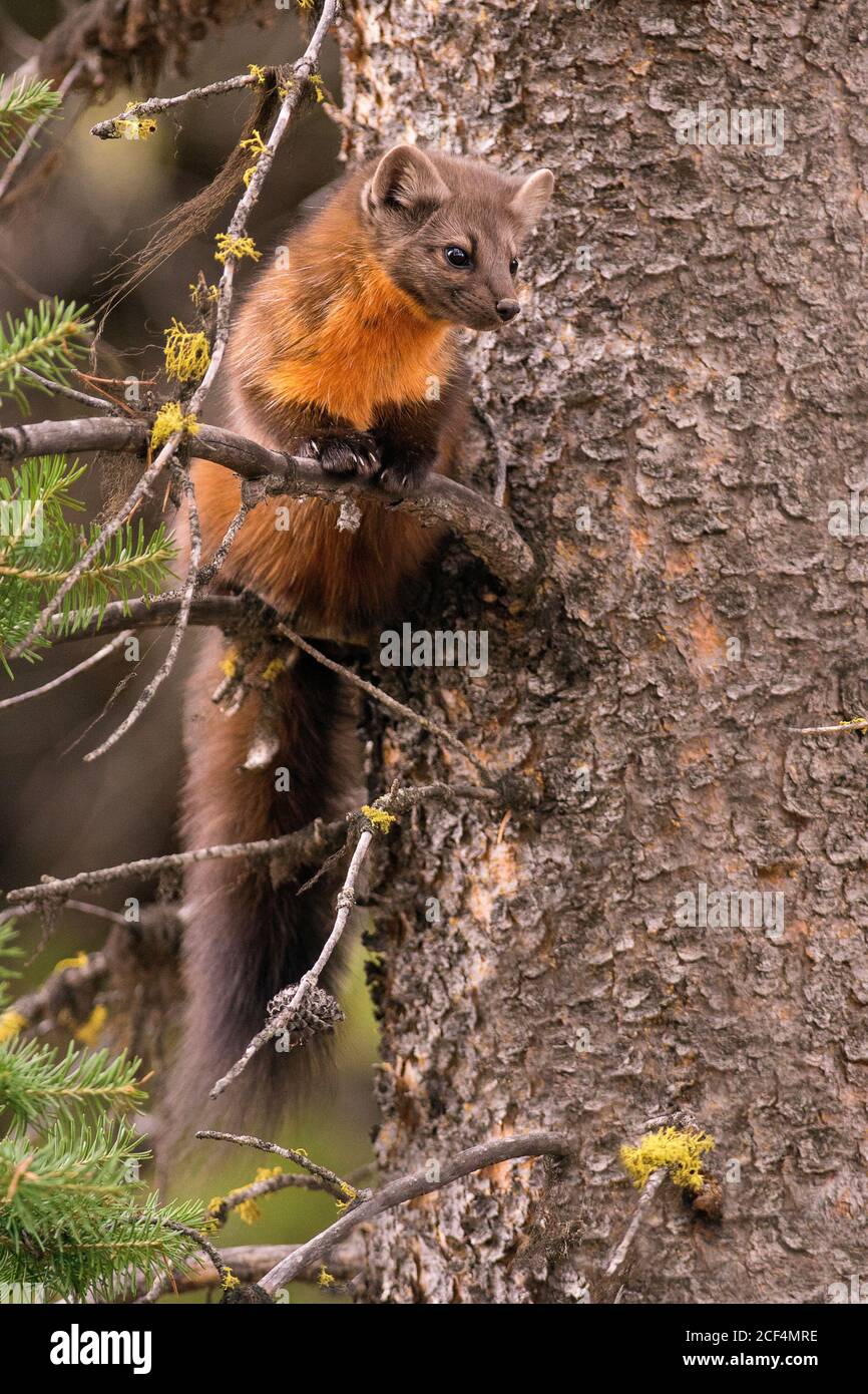Pine marten martes americana hi-res stock photography and images - Alamy