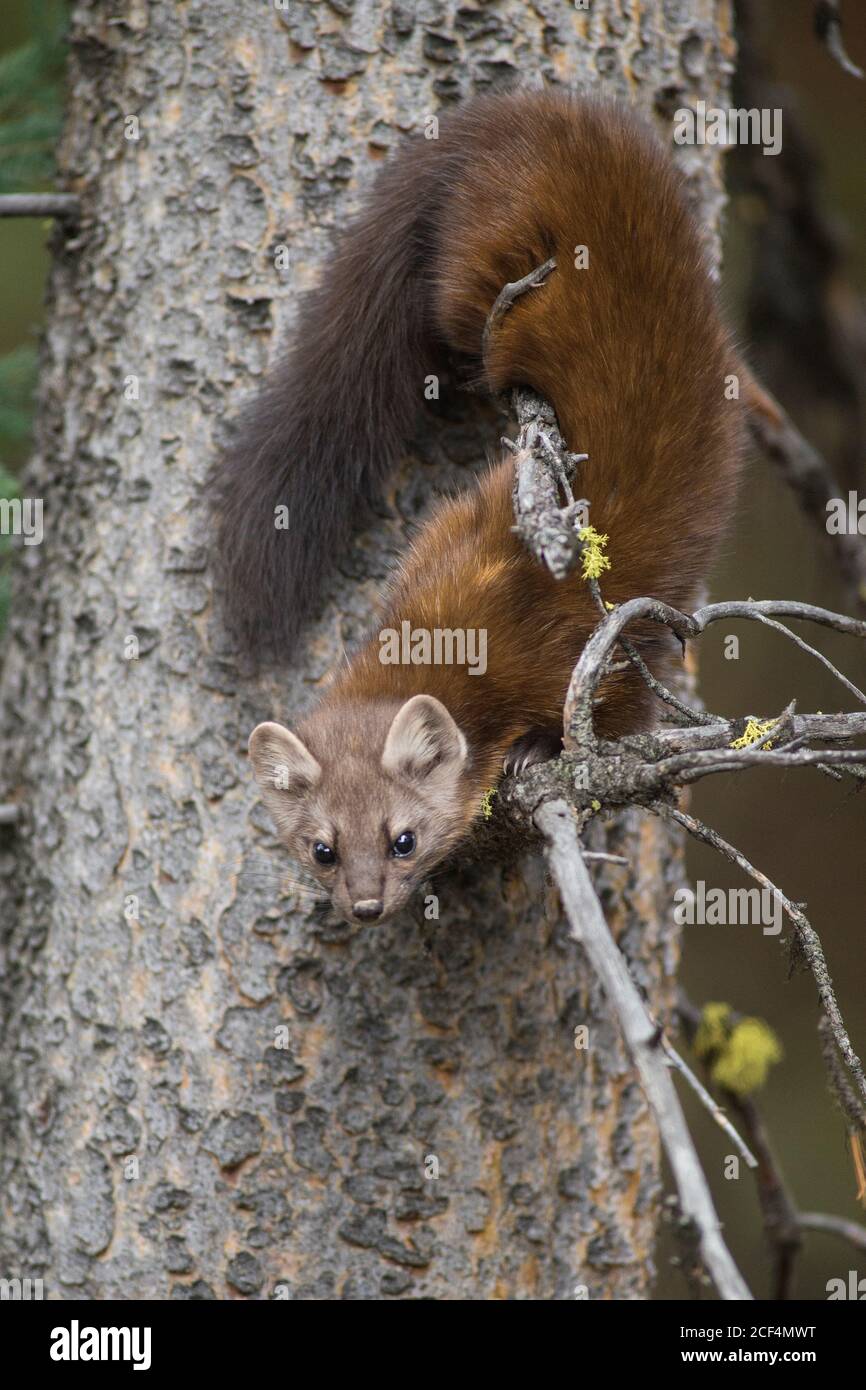 Yellowstone american marten hi-res stock photography and images - Alamy