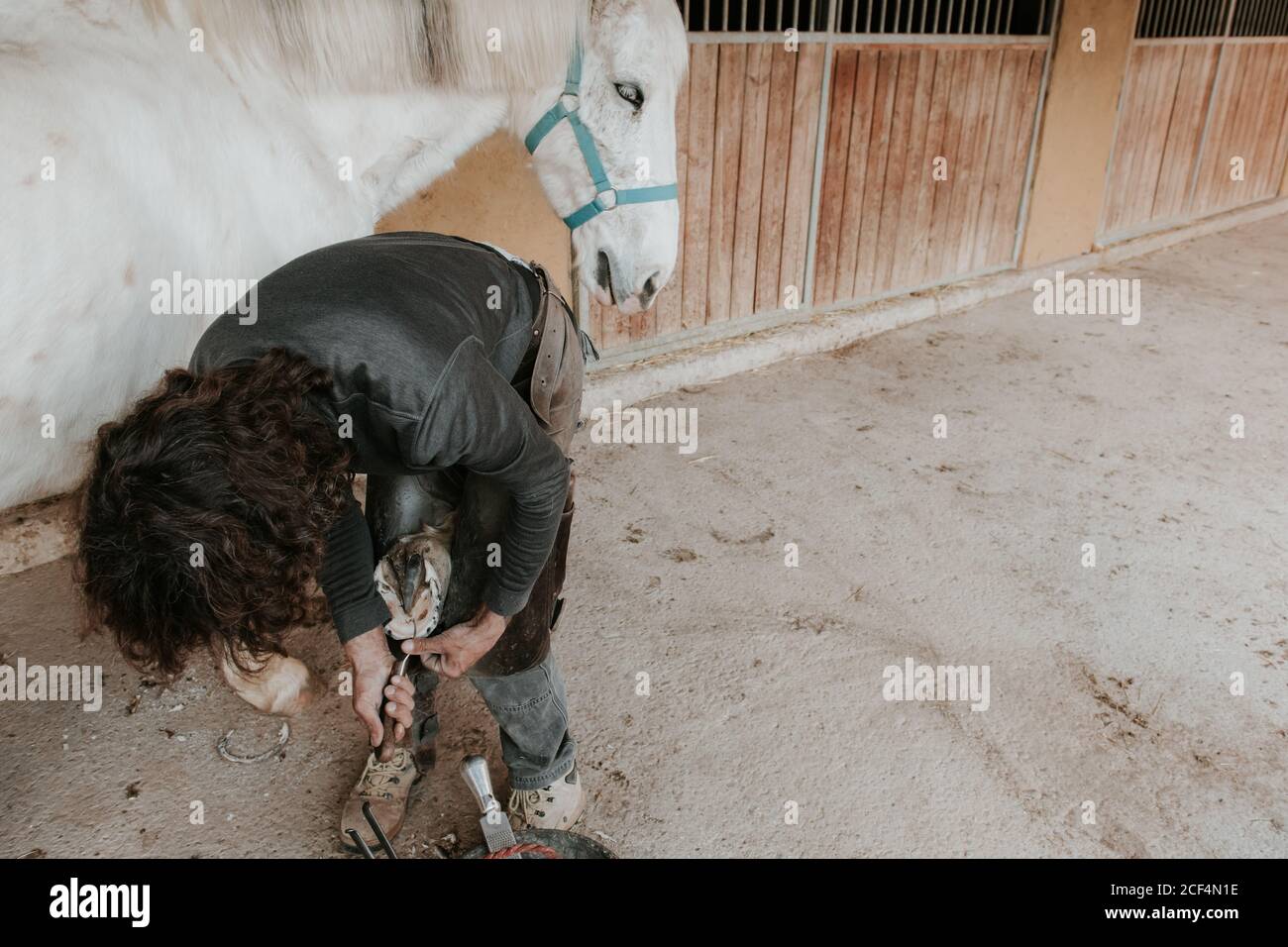 Side view of adult blacksmith using hammer to put horseshoe on hoof of ...