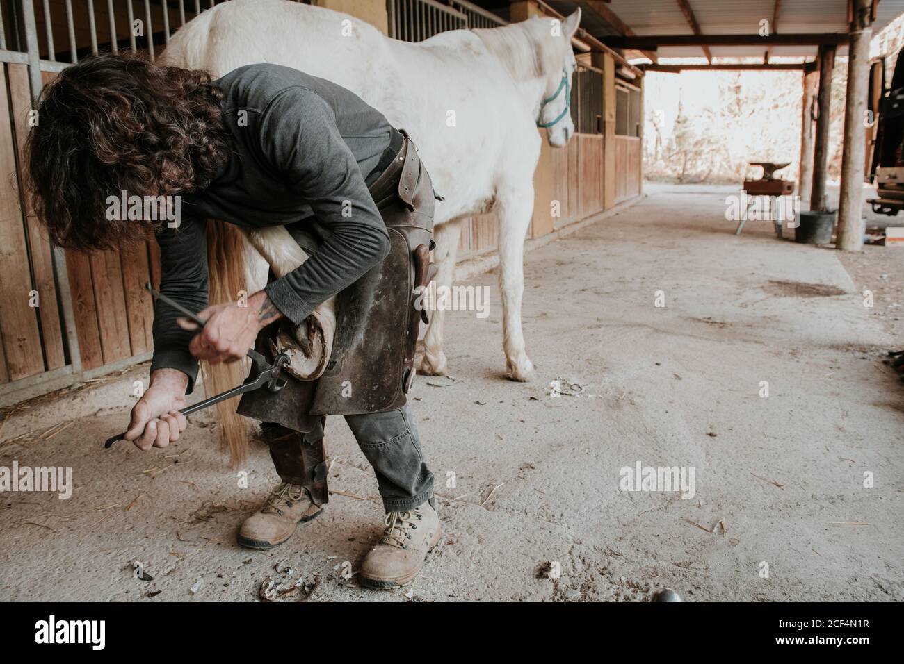 Side view of adult blacksmith using hammer to put horseshoe on hoof of ...