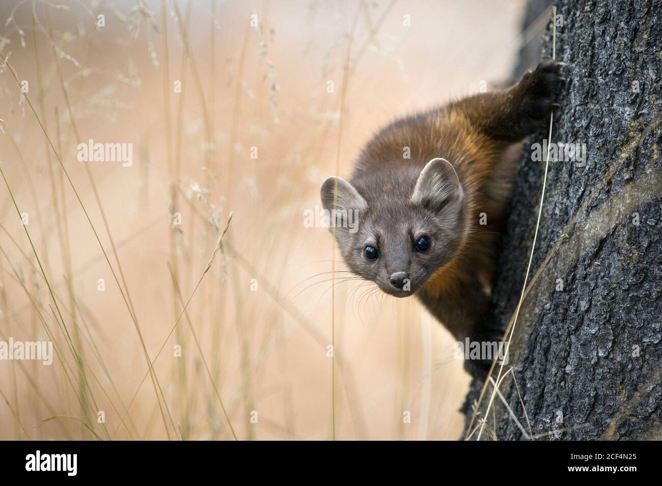 American marten hi-res stock photography and images - Alamy