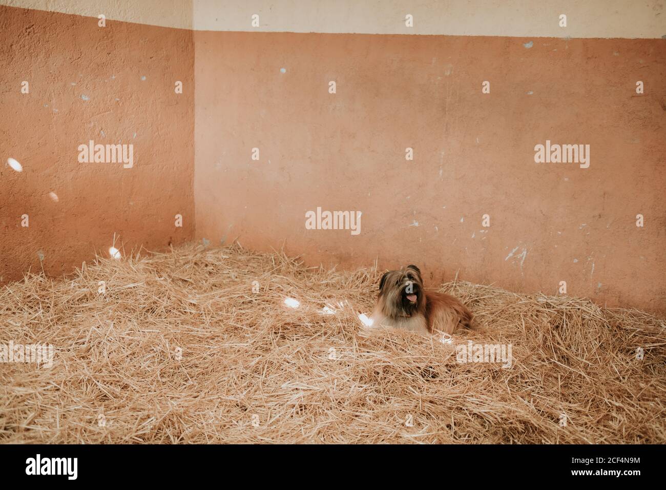 Funny little dog lying on heap of fresh hay inside stable on ranch ...