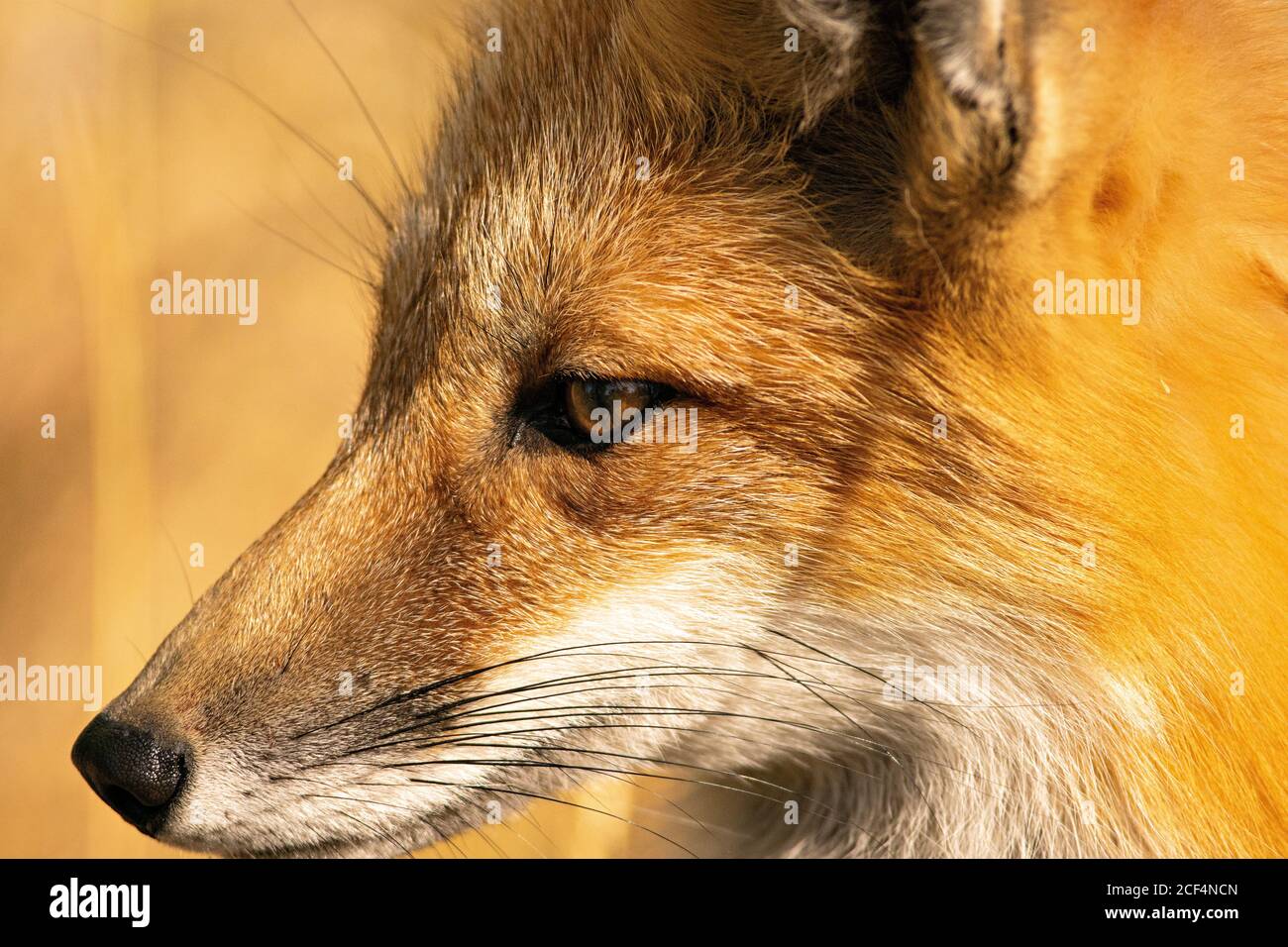 Red Fox close up Stock Photo - Alamy
