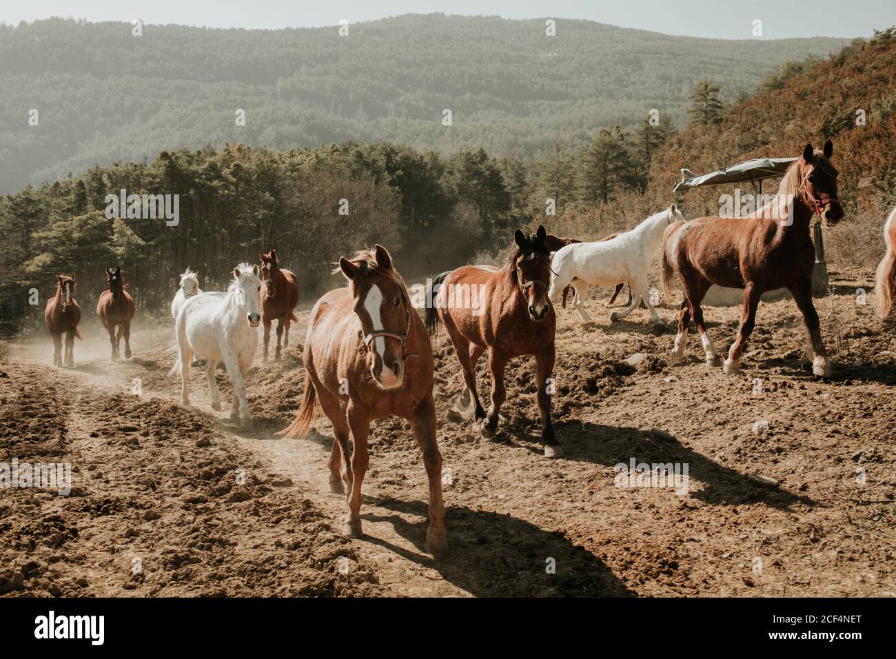 Herd of amazing horses running on dirty countryside road on sunny day ...