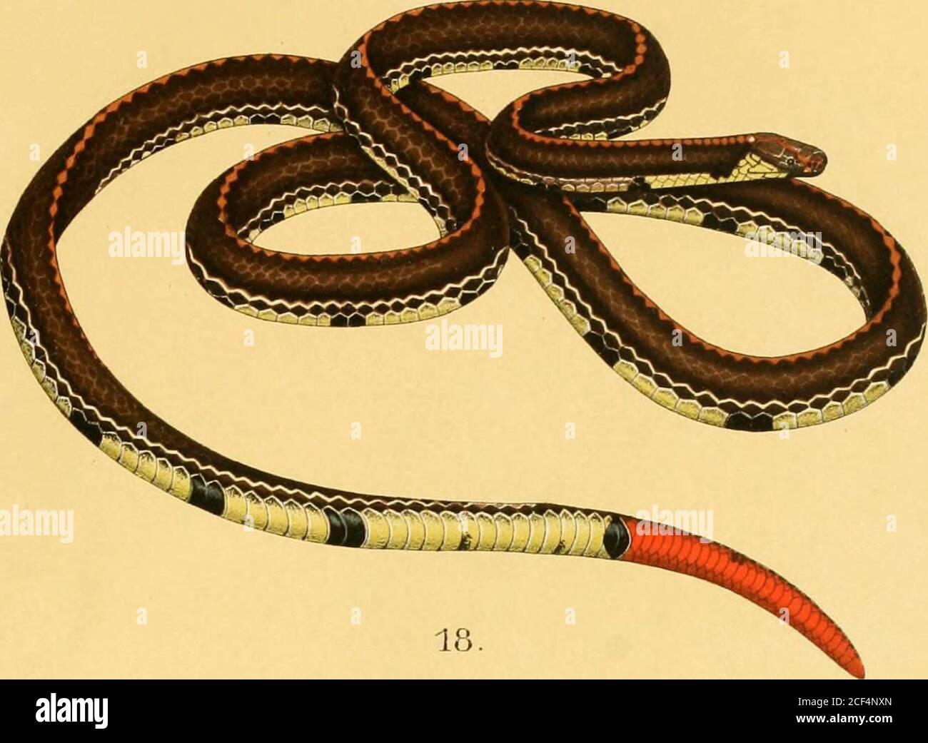 . Met een verhandeling over de verschijnselen en over de behandeling ...