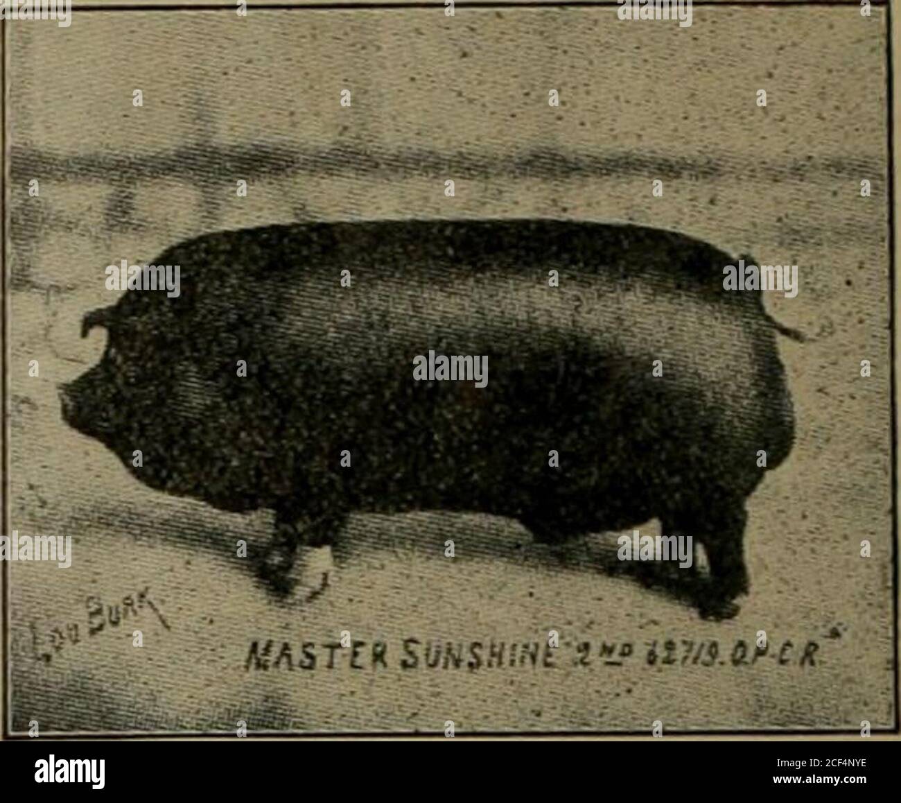 Pig planter hi-res stock photography and images - Alamy