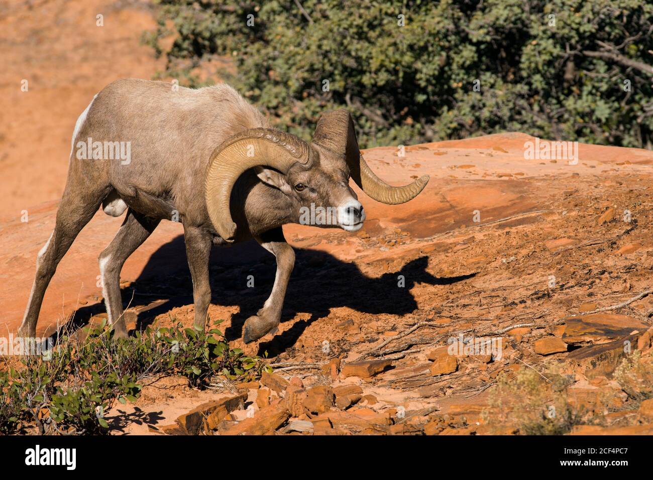 Desert Bighorn Sheep Ram Stock Photo - Alamy