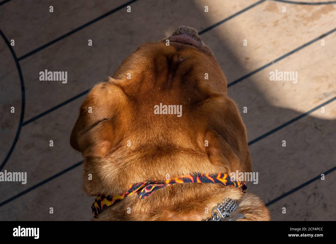 a top down view of a large dogs head mastiff type breed of dog or hound ...