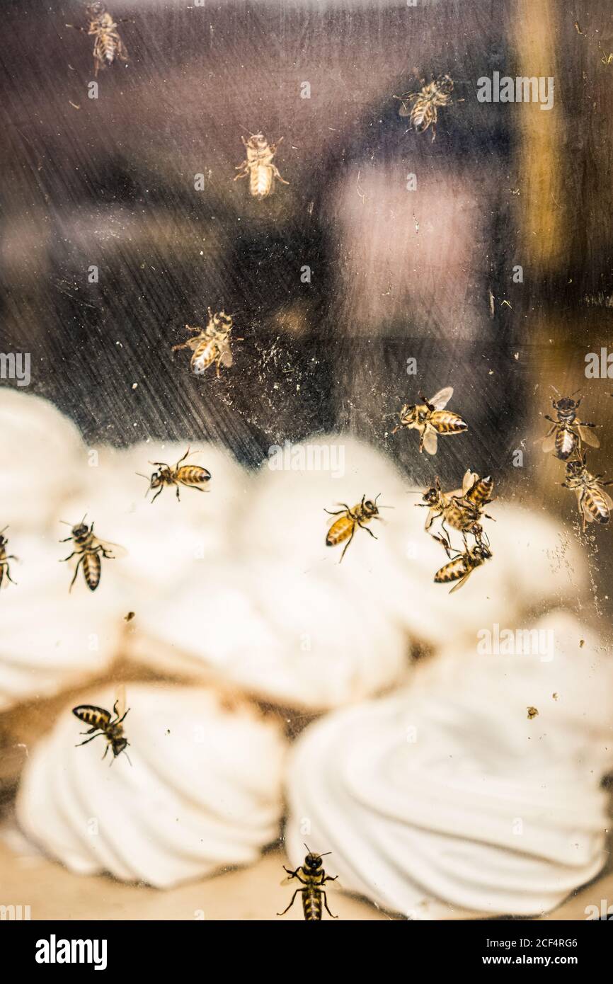 Wasps crawling near tasty meringues on dirty glass of window of ...