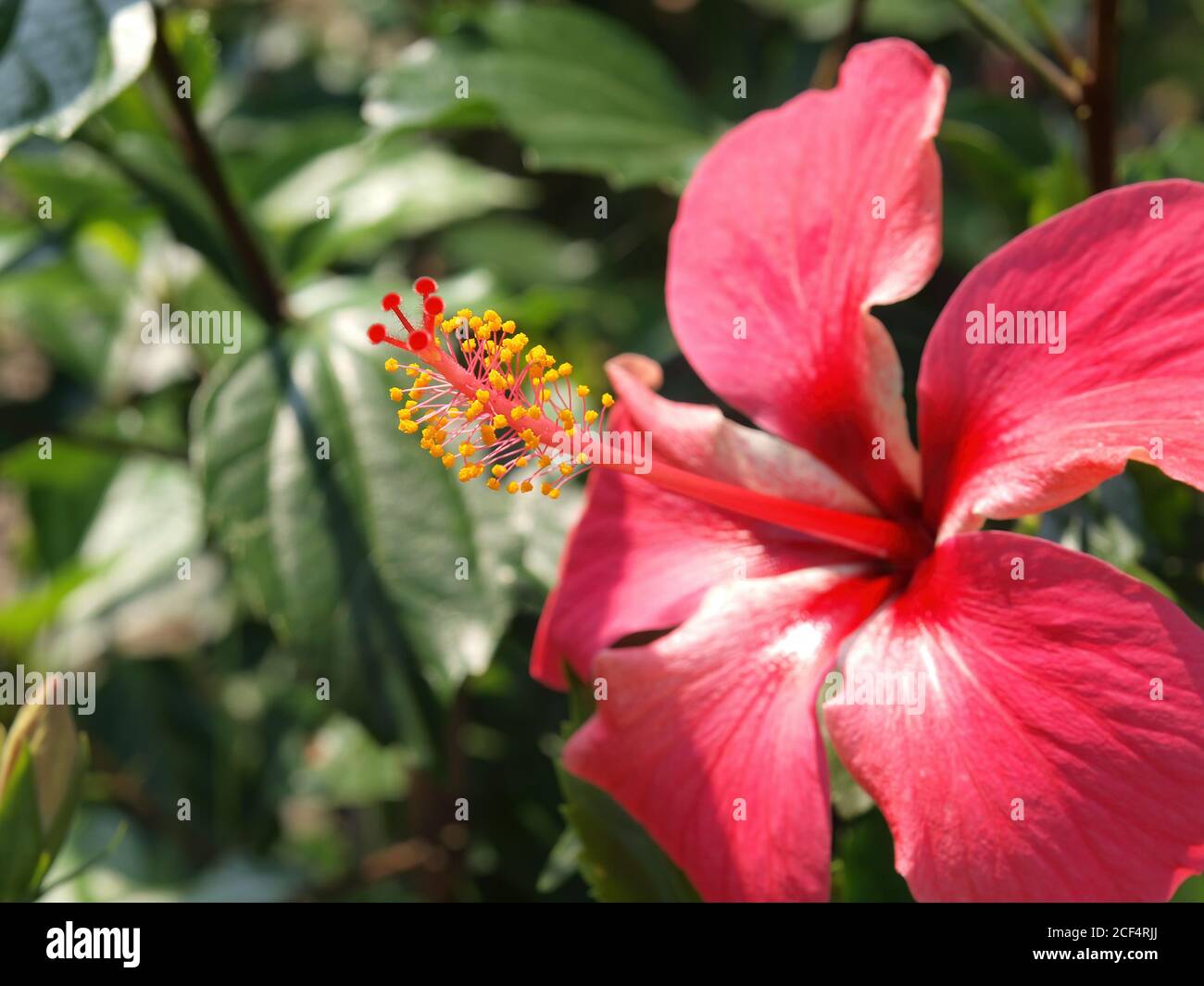 Close up shot of Chinese hibiscus blossom at Taipei, Taiwan Stock Photo ...