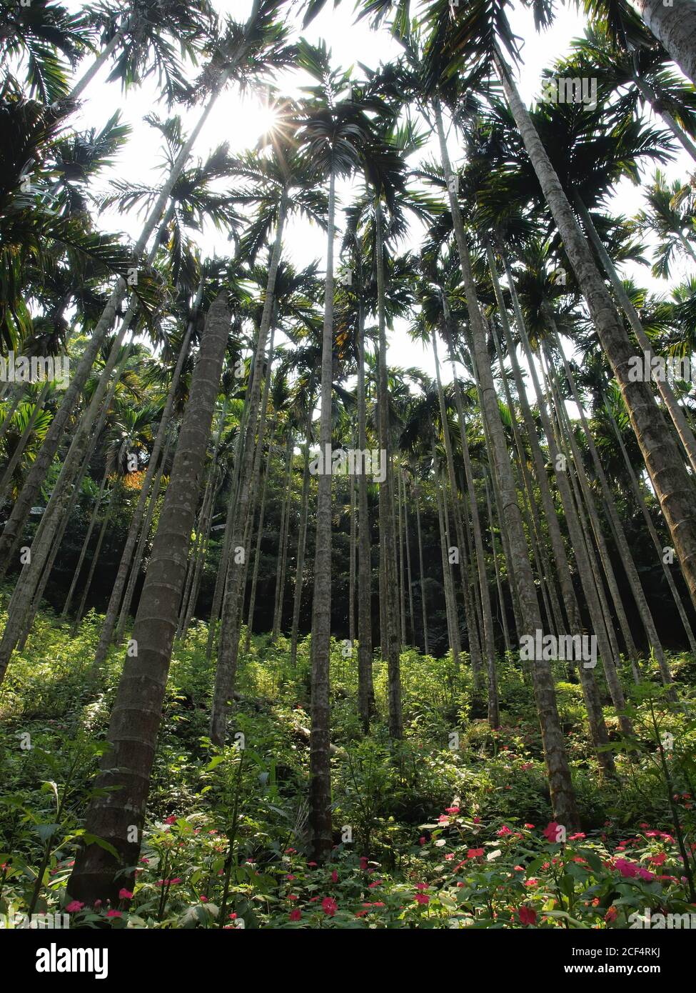 Areca catechu hi-res stock photography and images - Alamy