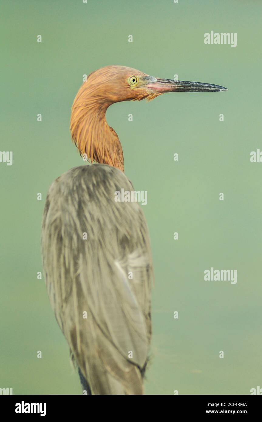 Back view of gray calm heron turning aside and looking away Stock Photo ...