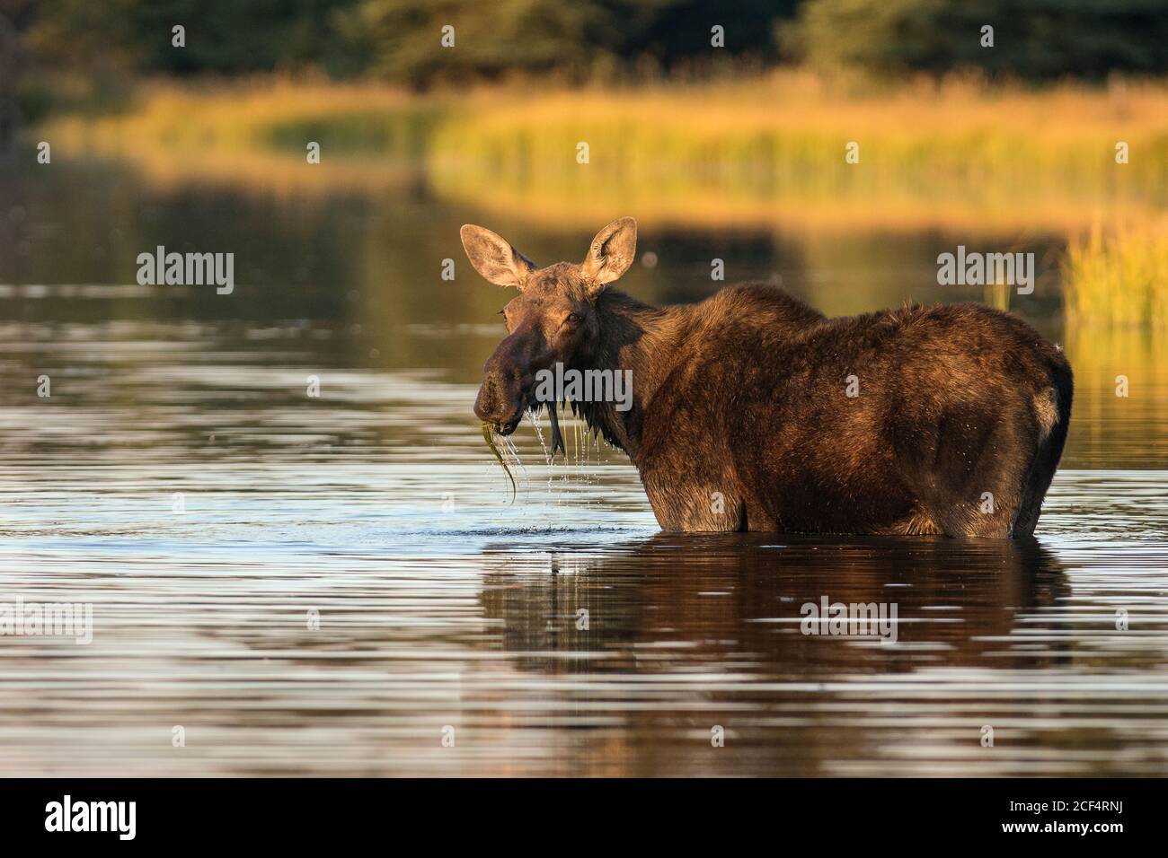 Moose in water hi-res stock photography and images - Alamy