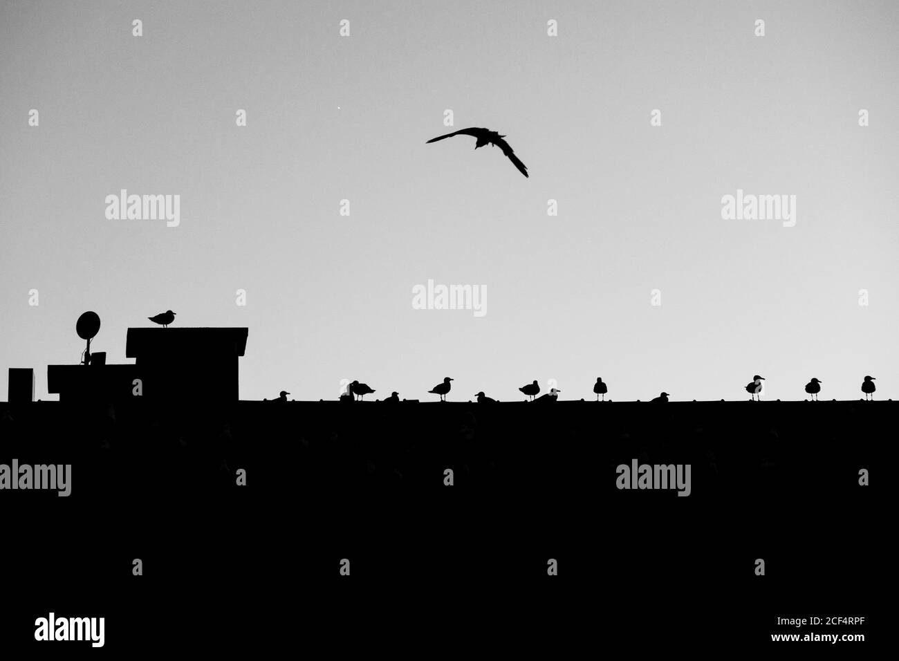 Dramatic landscape with birds sitting on top of a wall fence Stock ...