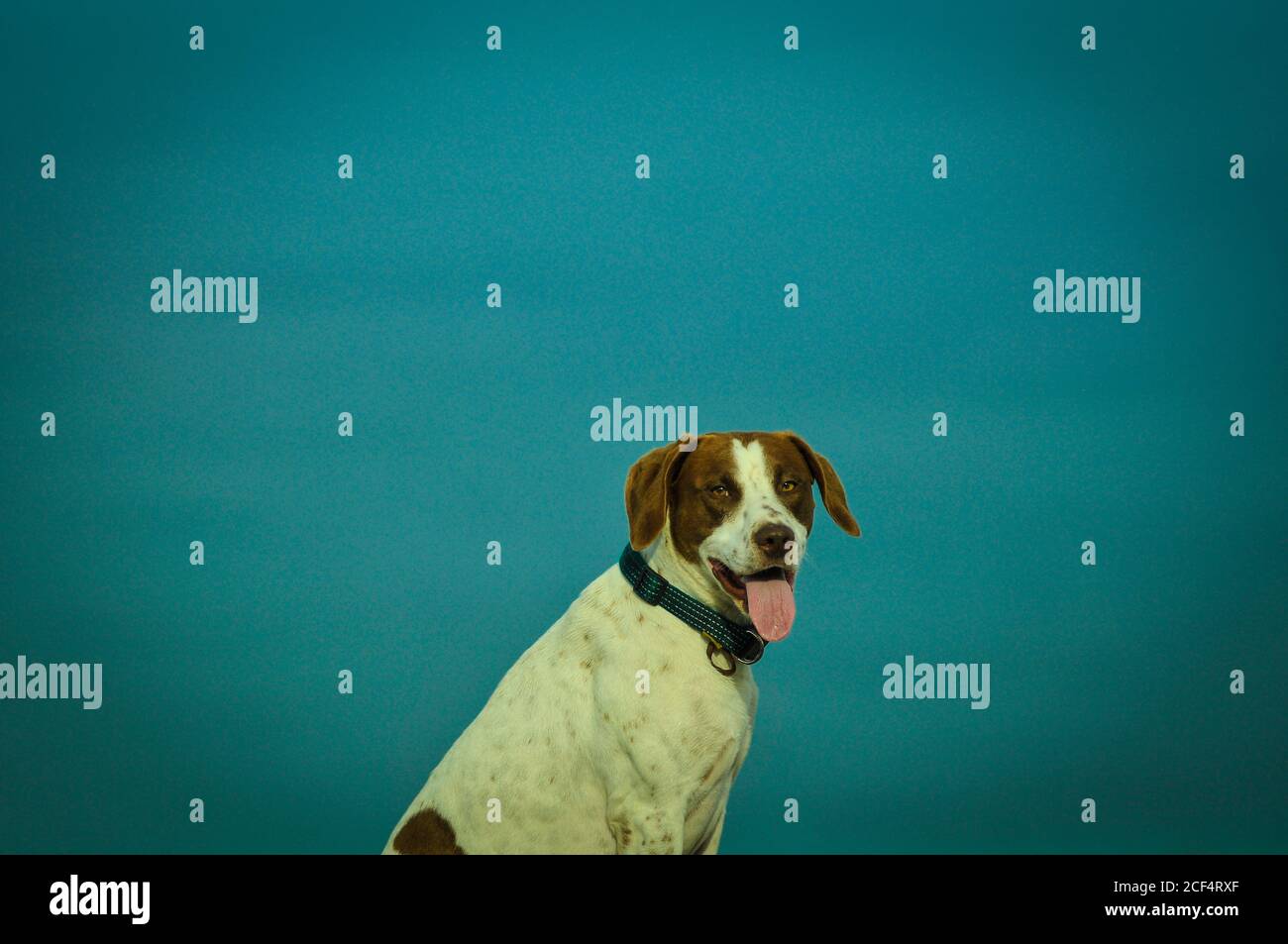 Cute dog sitting near blue wall background in a studio looking at ...