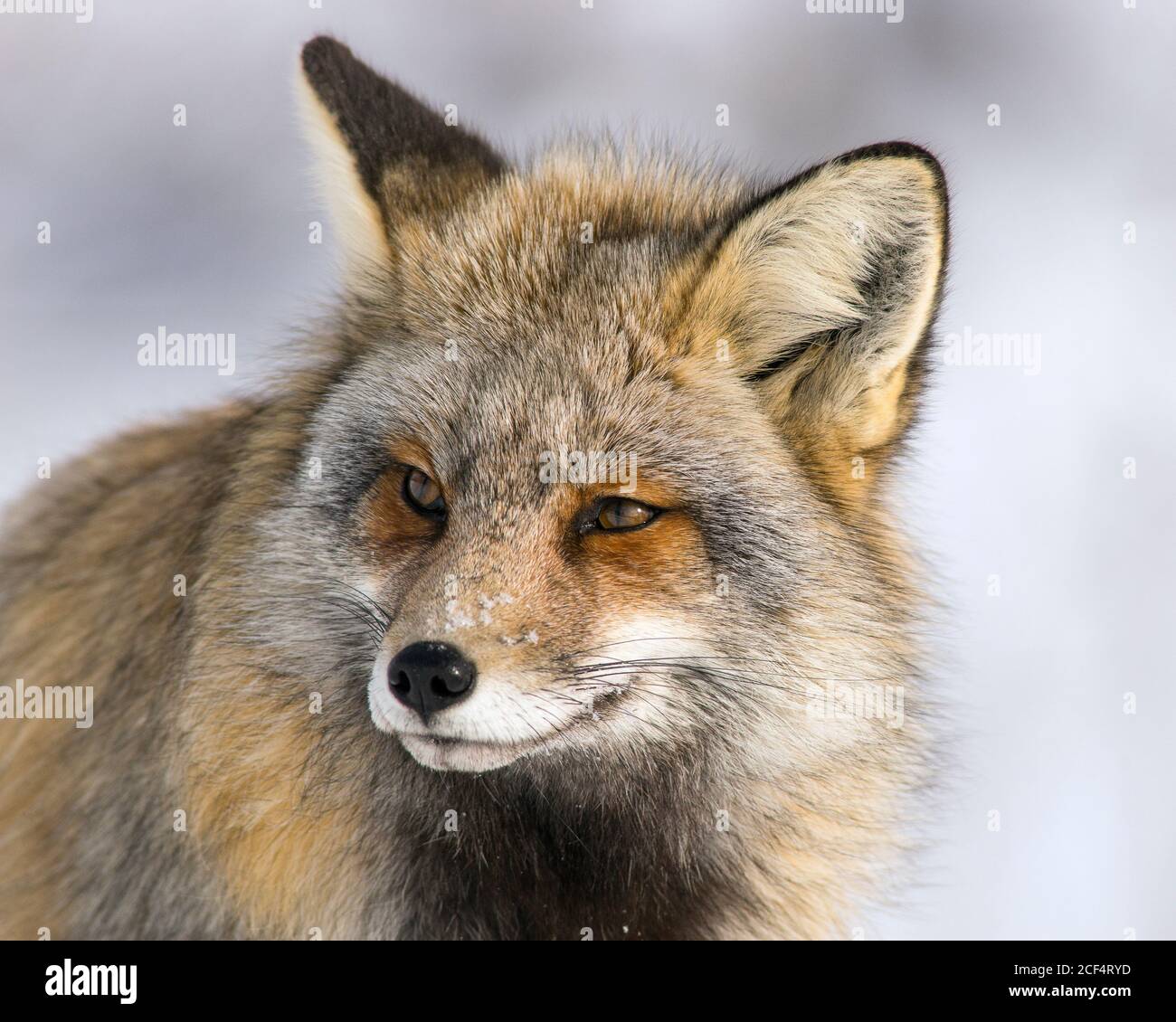 Cross Fox in Snow Stock Photo - Alamy