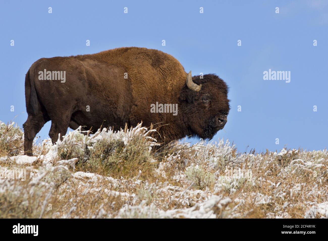 Yellowstone bison on ridge hi-res stock photography and images - Alamy