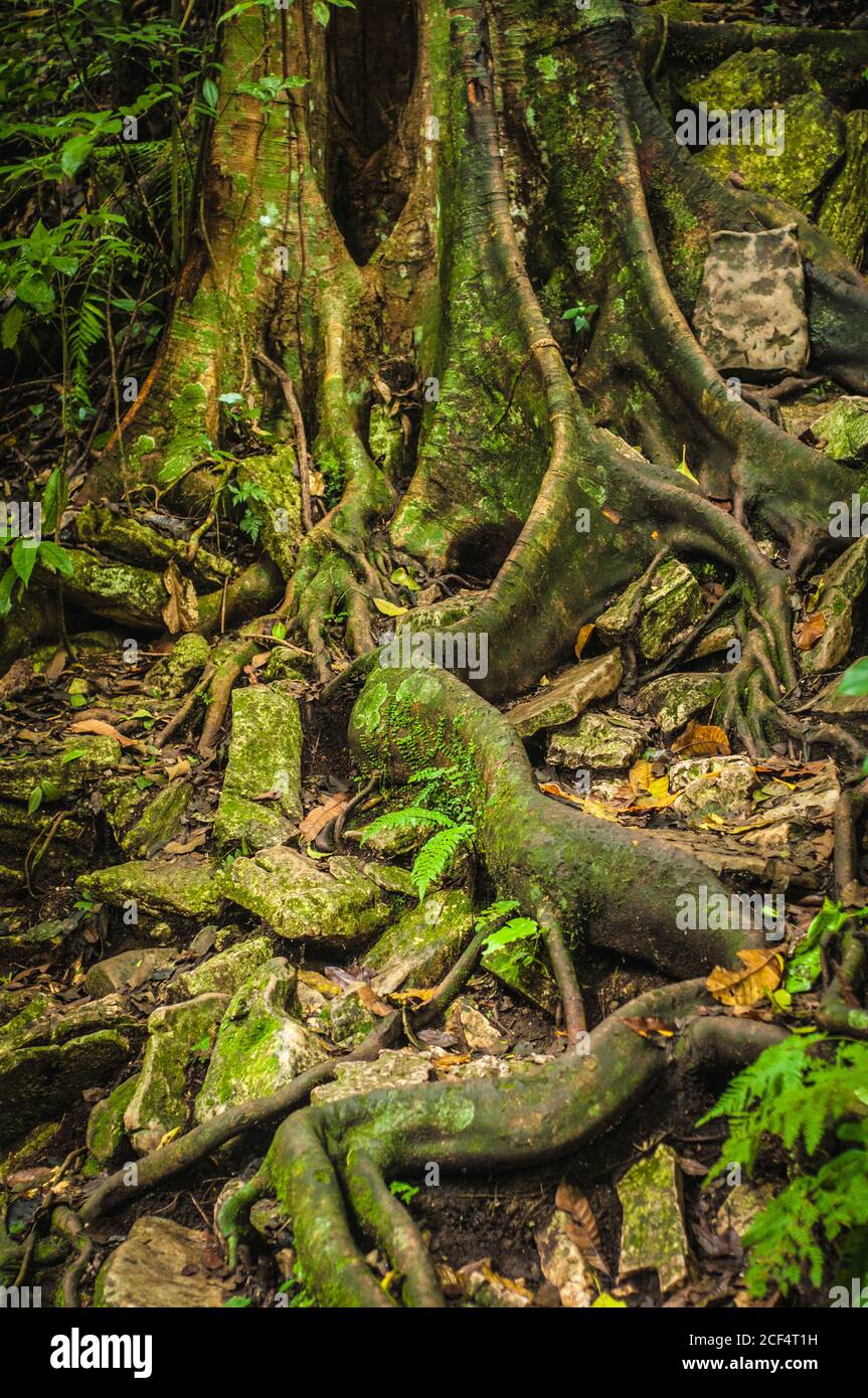 Old tree with big roots covered with moss and plants in green jungle ...