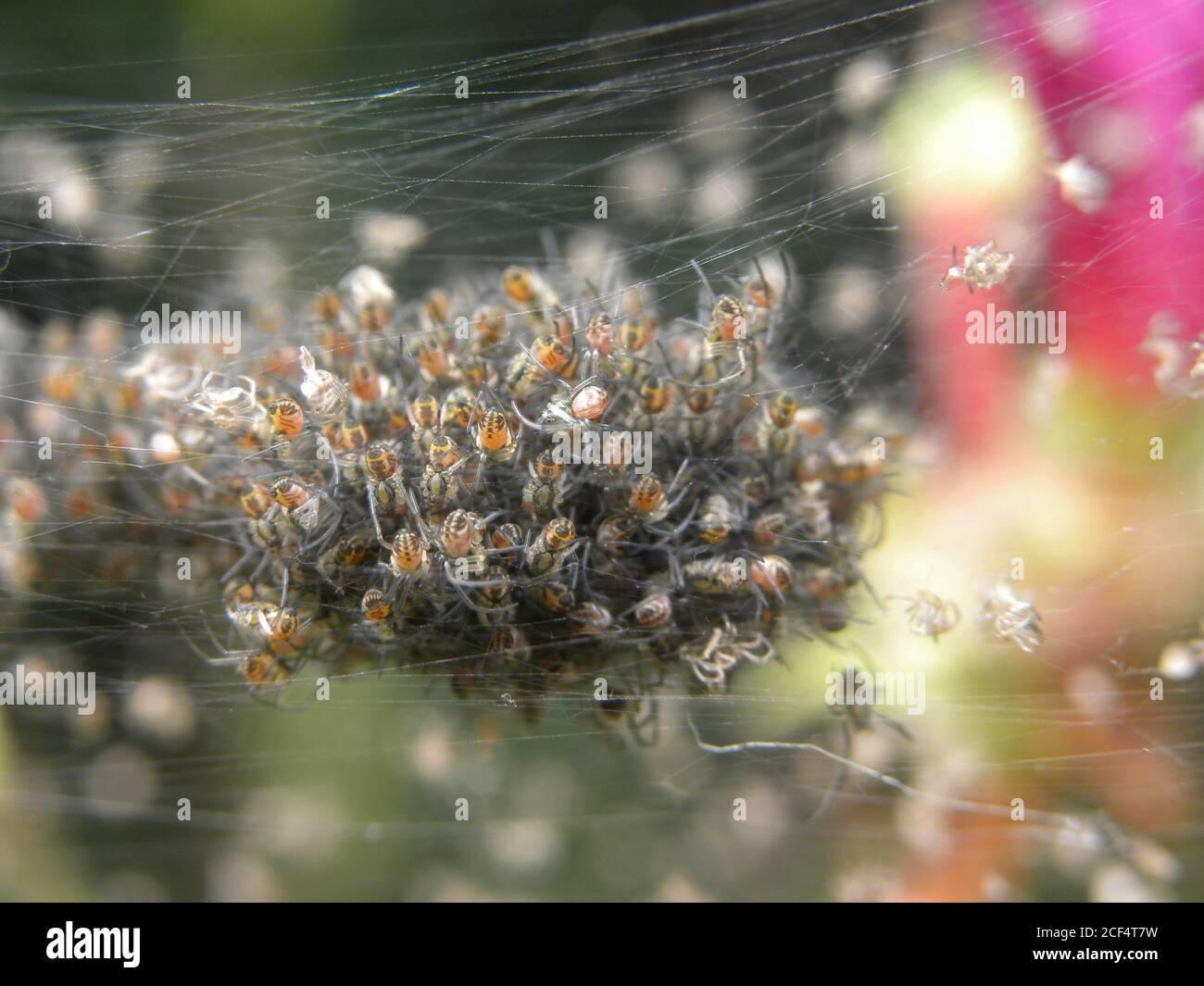 Close up shot of many baby spiders on net in Queens Town at Taipei ...