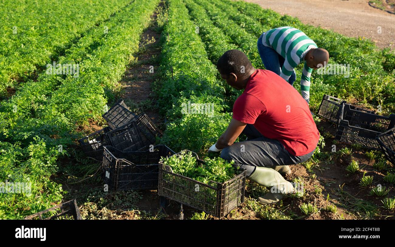 Harvest time. People working on farm plantation on summer day, picking ...