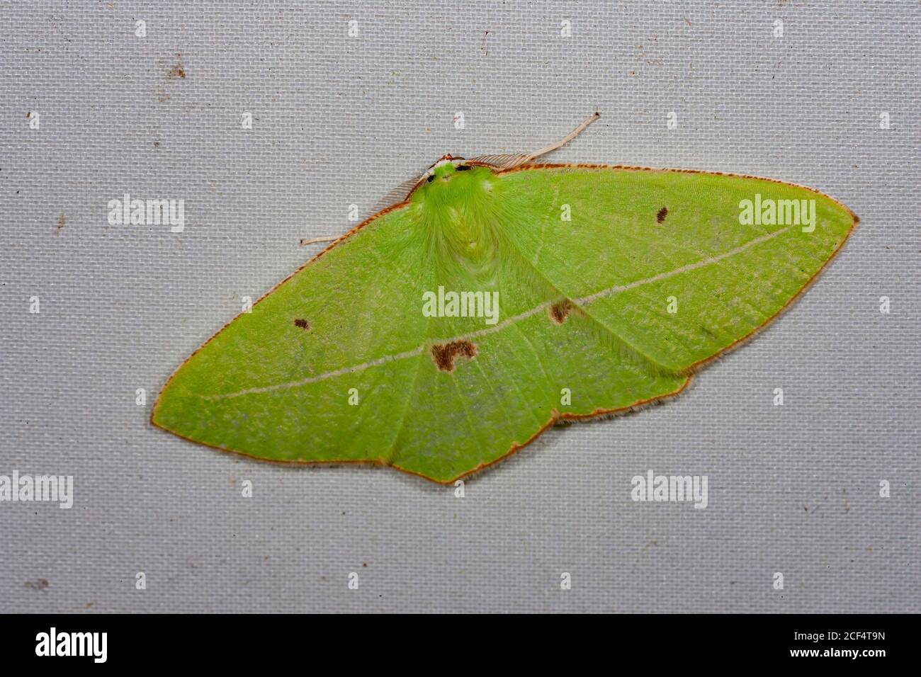 Close up shot of Nemoria moth in Highland Experimental Farm, National ...